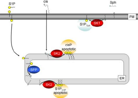 Scheme Of The Proposed Two Different Sources Generating Functionally