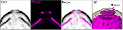 Molecular Architecture Of The Conoid Department Of Molecular And