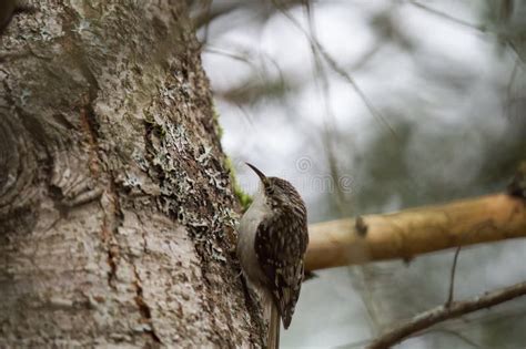 Brown Creeper Feeding In A Tree Stock Image Image Of Blends Forest