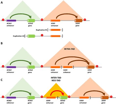 Figure From What Can Go Wrong In The Non Coding Genome And How To Interpret Whole Genome
