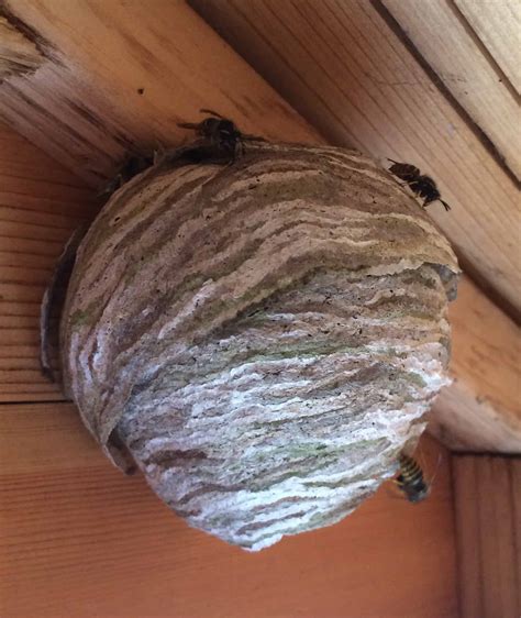 The Construction Of A Wasp Nest Andy Law Pest Control