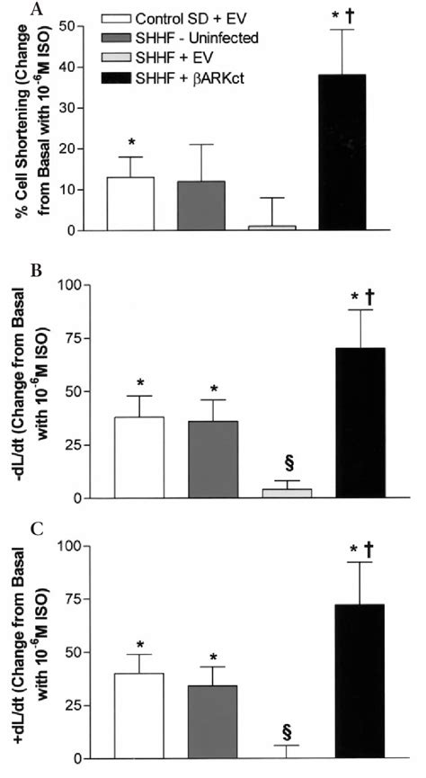 Single Cell Contractile Function In Control And Shhf Lv Cardiac