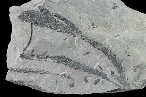 5 1 Pennsylvanian Scale Tree Lepidodendron Fossil Plate Kentucky 143725 For Sale