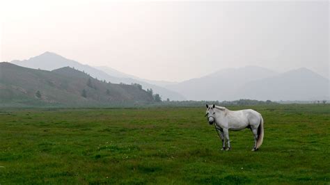 Mongolian Steppe Horse