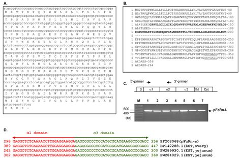 Identification And Characterization Of An Alternatively Spliced Variant Of The Mhc Class I