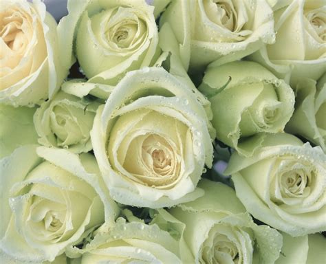 Купить картину Белые розы Цветы в Киеве доступная цена в Украине фото описание Интернет