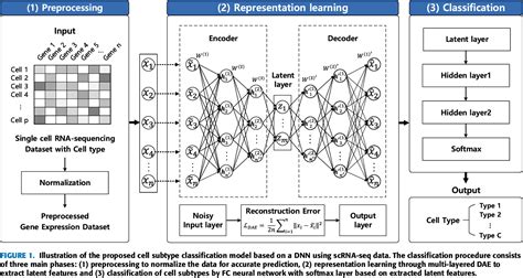 Figure 1 From Cell Subtype Classification Via Representation Learning Based On A Denoising