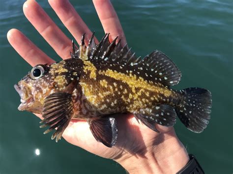 China Rockfish Sebastes Nebulosus Marine Life Identification