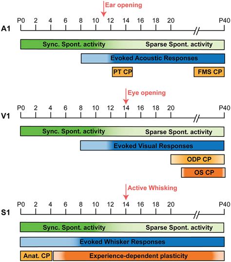 Timeline Comparison Of Cortical Activity Development In A1 V1 And S1 Download Scientific