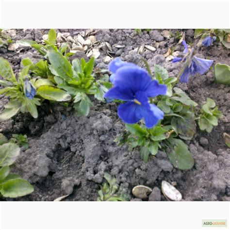 Продам анютины глазки, купить анютины глазки, Киев — Agro-Ukraine