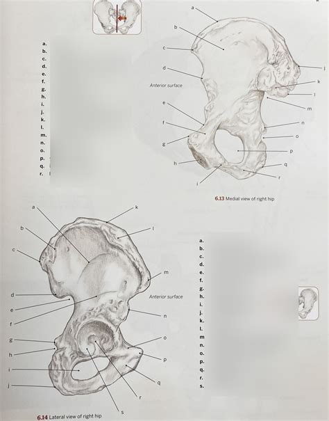 Medial Lateral View Of Pubic Bone 151 Quiz 1 Diagram Quizlet