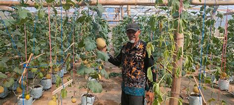 Lutfi Zakaria Pensiunan Pns Dirikan Greenhouse Buah Melon Di