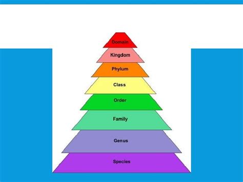 Why Do You Classify Living Things At Cameron Silcock Blog