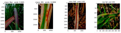 Se Visiontransformer Hybrid Network For Diagnosing Sugarcane Leaf Diseases Based On Attention