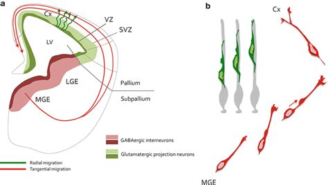 Novel Functions Of Core Cell Cycle Regulators In Neuronal Migration