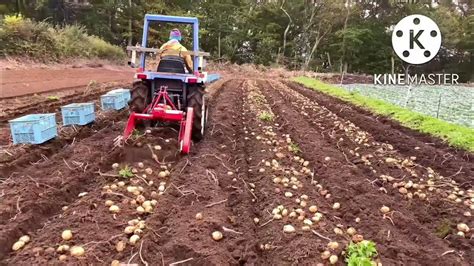 ត្រាក់ទ័រ គាស់ ដំឡូង នៅ ជប៉ុន Youtube