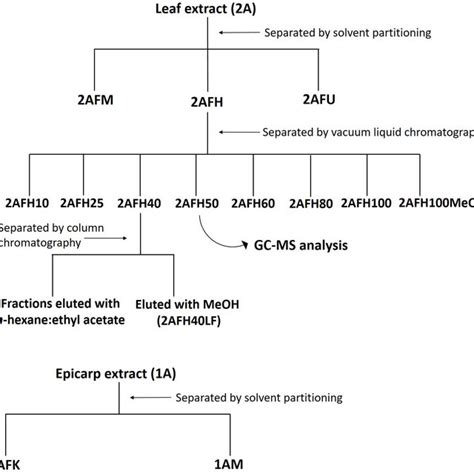 Fractionation Scheme For Ethanol Extracts Of C Rostrata Leaf And Fruit
