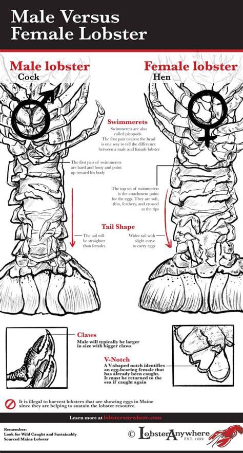 Interesting Lobster Sex Facts How Lobsters Mate And Reproduce