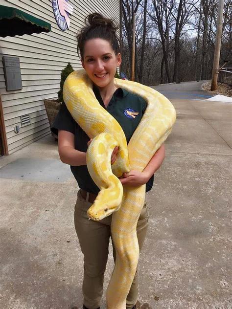 Albino Burmese Python See My Album Jades Journey Burmese Python