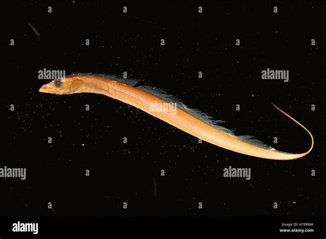 Pacific Cutlassfish Trichiurus Nitens Baja California Mexico Stock