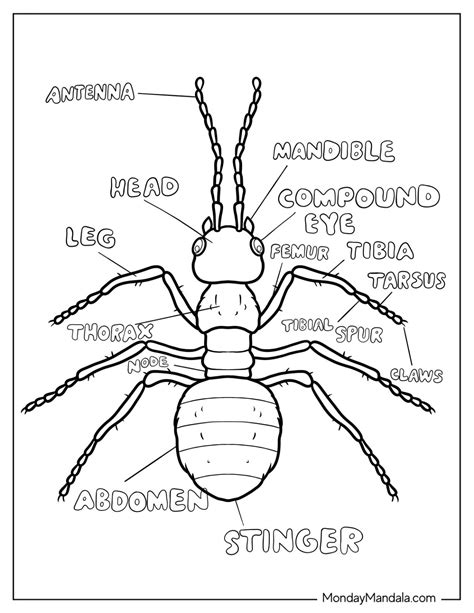 Ant Worksheets Emphasis Classroom Atividades Sketch Coloring Page