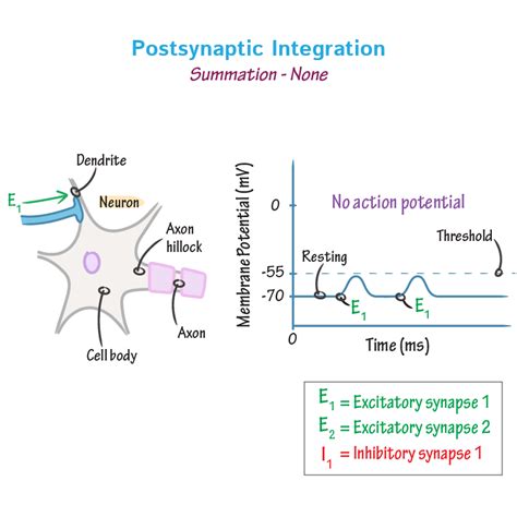 Postsynaptic Membrane