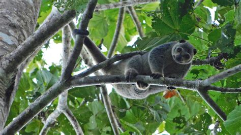 Cuscus Natures Gentle Climbers My Wildlife World