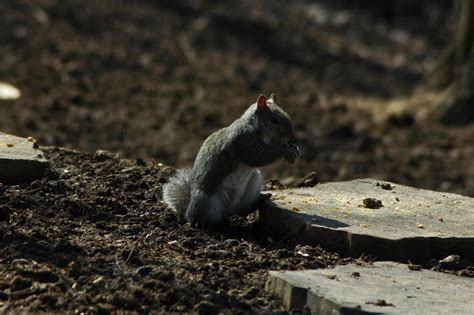 Secret Squirrel By The Prez On Deviantart