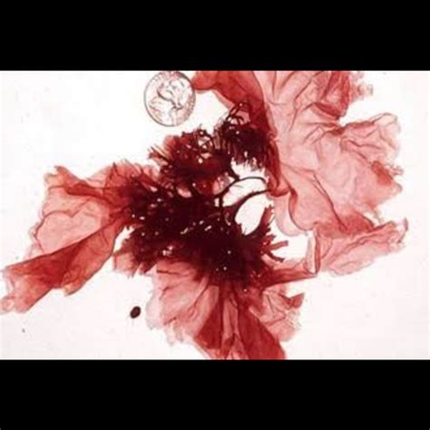 Jual Algae Extract Gel 100 Ml Kab Bogor Verdarkan Chemical