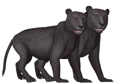 The Panthers Ooops Noah Is Gone Wiki Fandom