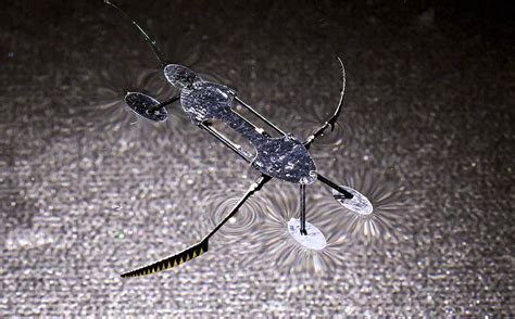 Robotic Insect Moves Across The Water Wordlesstech