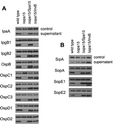 Shigella And Salmonella Class Ib Chaperones Are Functionally Download Scientific Diagram