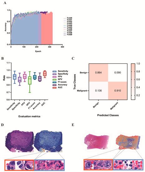 Deep Learning Based Classification And Targeted Gene Alteration