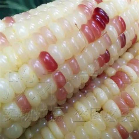 彩甜糯001玉米种籽春季夏季紫白色大棒甜粘糯苞谷苞米棒子种子孑虎窝淘