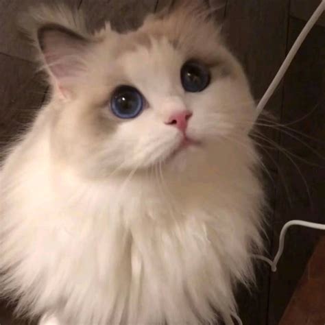 pet和雅思区别是什么全面解析两者异同 考试 英语 能力