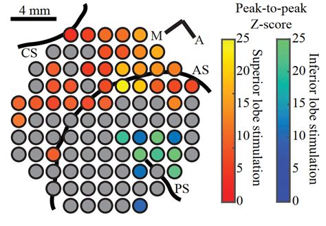 Circuit Mapping With Optogenetics — Ryan Shewcraft