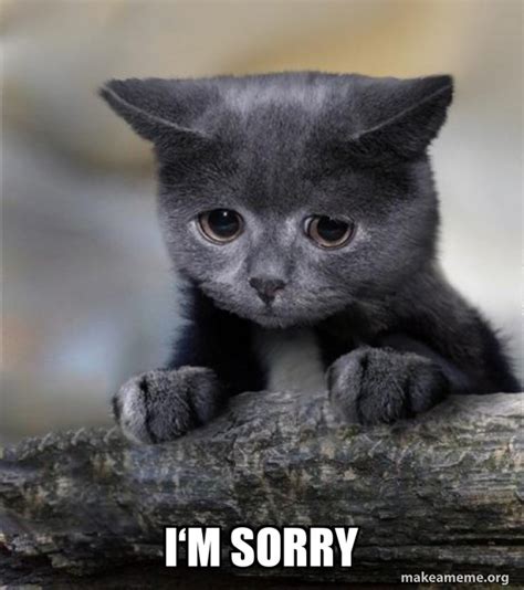 I‘m Sorry Confession Cat Meme Generator