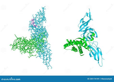 Crystal Structure And Molecular Model Of Human Interleukin 12
