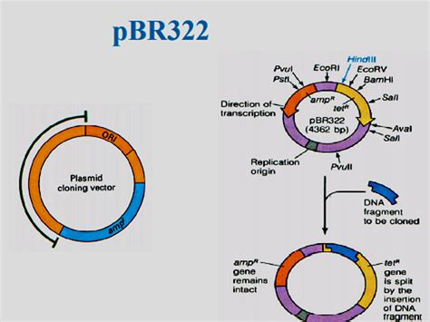 Recombinant Rna Technology Vector For Gene Cloning Biotechnology Smester 1 Applied Biosciences