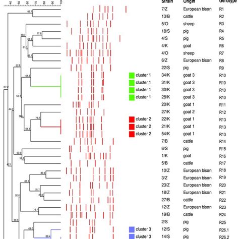 dendrogram based on the results of 37 t pyogenes strains download