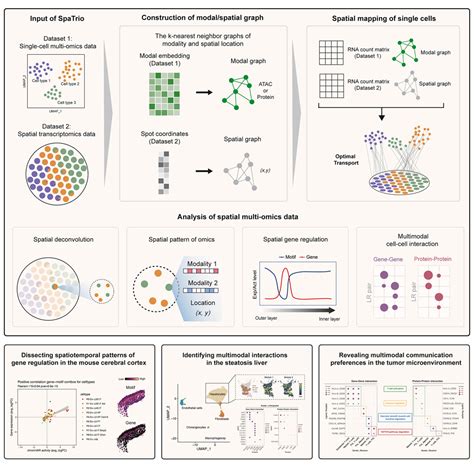 Revealing Spatial Multimodal Heterogeneity In Tissues With Spatrio Cell Genomics