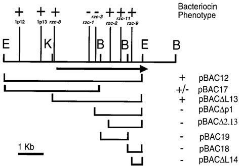 Delineation Of Bacteriocin Encoding Region By Transposon Mutagenesis