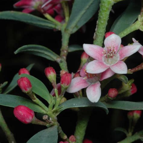 Cape Sundew Drosera Capensis Plant Care And How To Grow Water