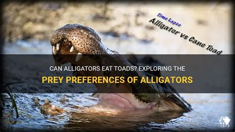 Can Alligators Eat Toads Exploring The Prey Preferences Of Alligators