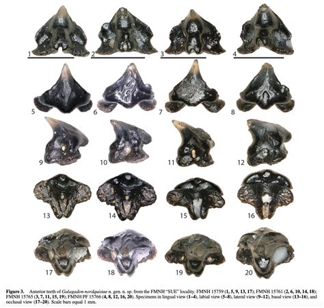 A Comprehensive Sampling Of The Hell Creek Formation Member