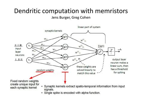 Ppt Dendritic Computation Group Powerpoint Presentation Free