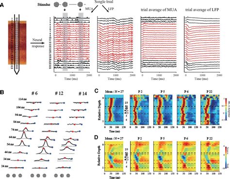 Primary Visual Cortex Layers