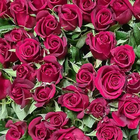 Red Rose Bouquet Send Flowers Valentines Day