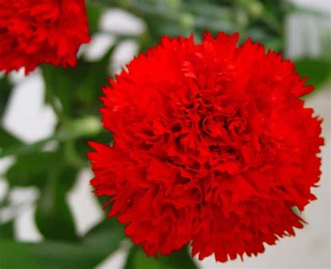 Cuál Es El Significado De Los Claveles Rojos Jardineria On