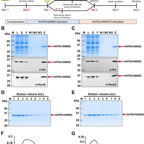 Schematic Illustration Of The Tagging Pattern In The Human Hand2 Gene Download Scientific